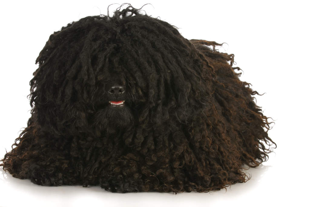 Puli Dogs