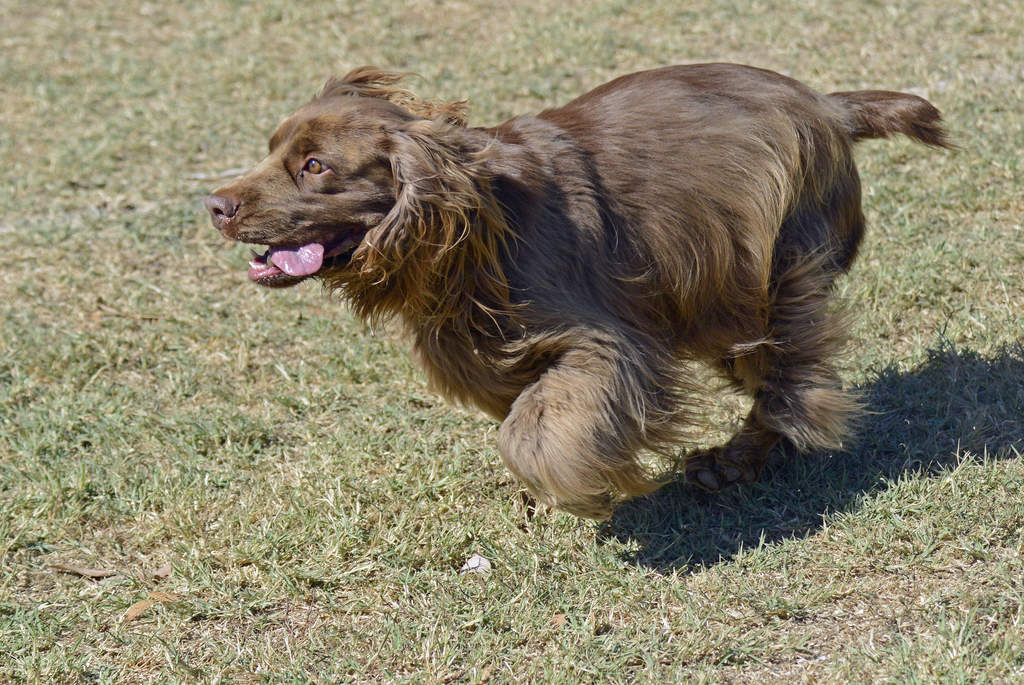 Sussex Spaniel Dogs