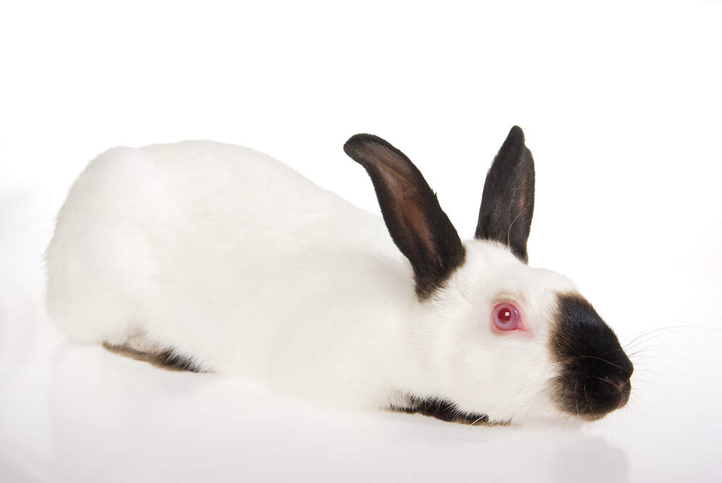 Himalayan Rabbits | Himalayan For Sale