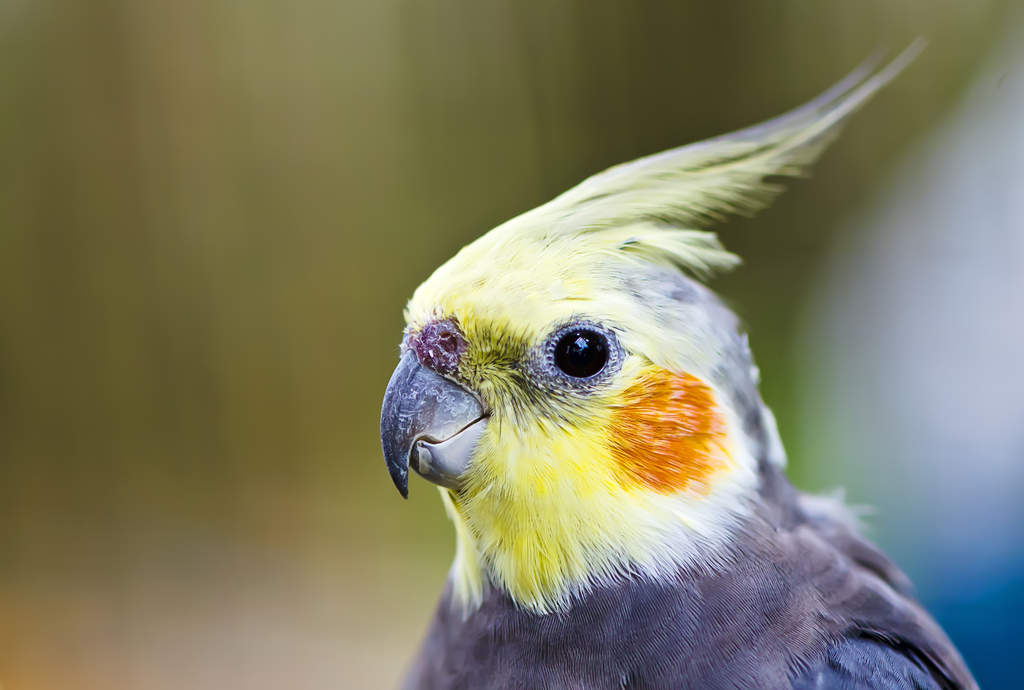 Cockatiel