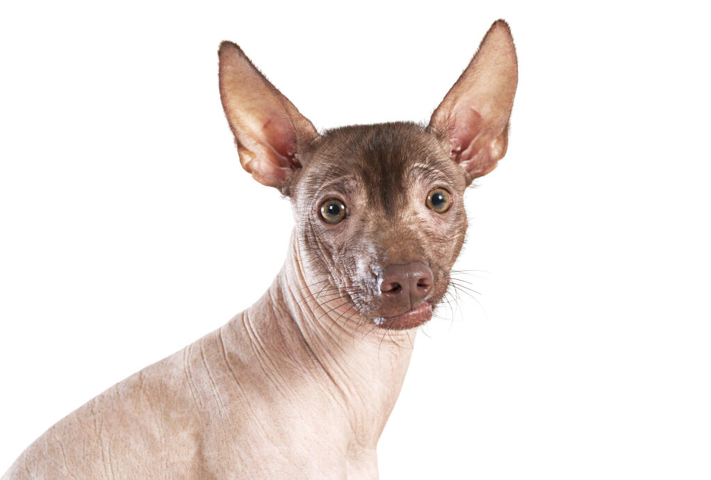 Mexican Hairless | Dogs | Breed Information | Omlet