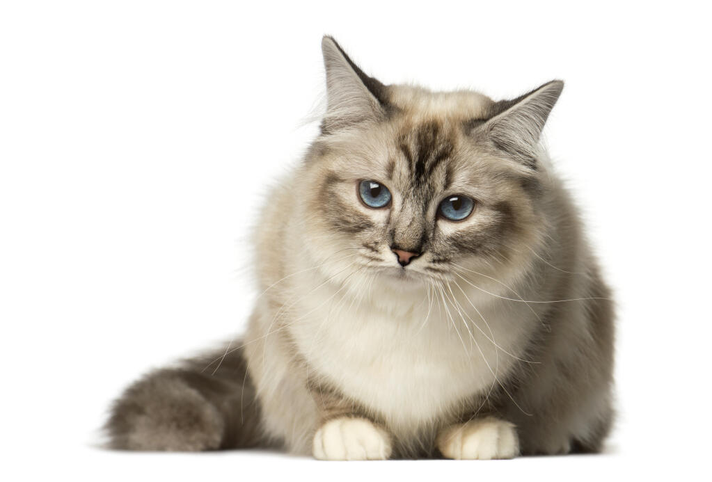 Birman Cats
