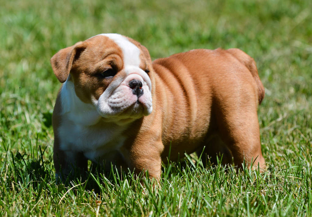 English Bulldog Dogs