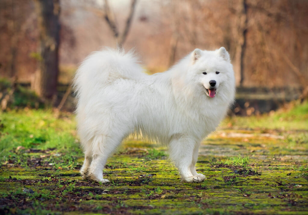 Samoyed Dogs