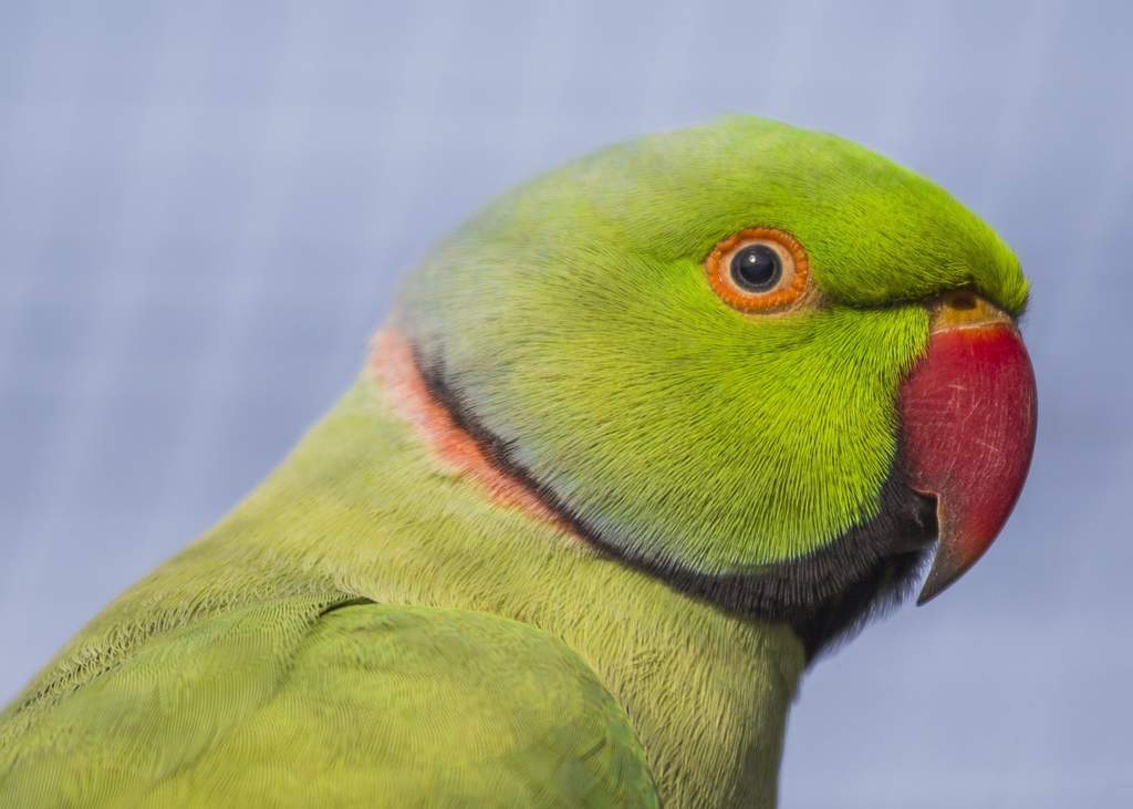 Rose Ringed Parakeet