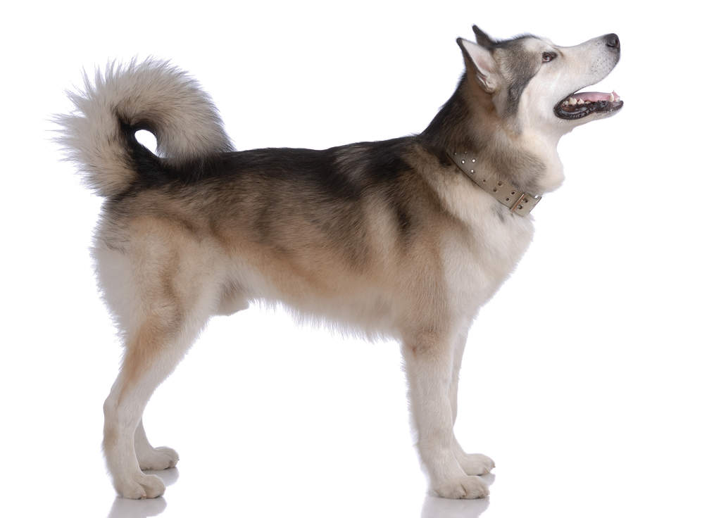 Alaskan Malamute Dogs