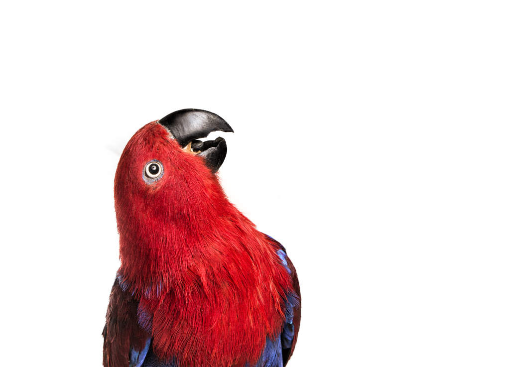 Eclectus Parrot
