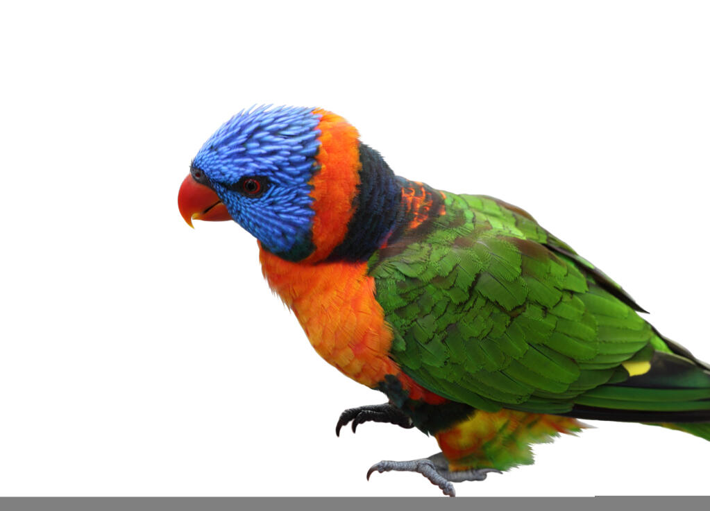 Rainbow Lorikeet