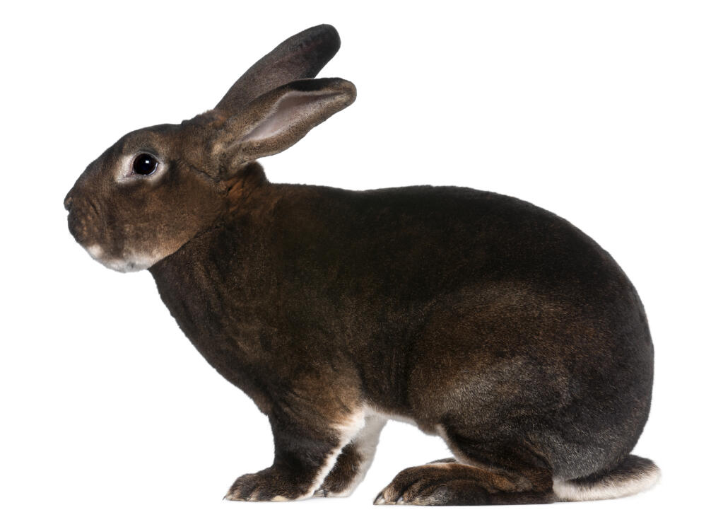Rex For Sale | Rabbits | Breed Information | Omlet