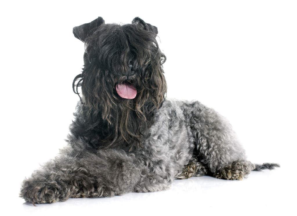 Kerry Blue Terrier Dogs