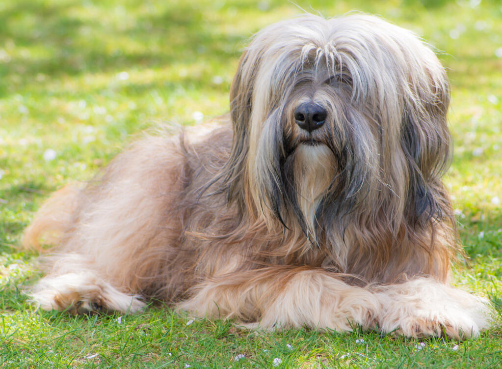 Tibetan Terrier | Dogs | Breed Information | Omlet
