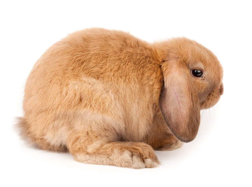 Mini Lop Rabbits | Mini Lop For Sale