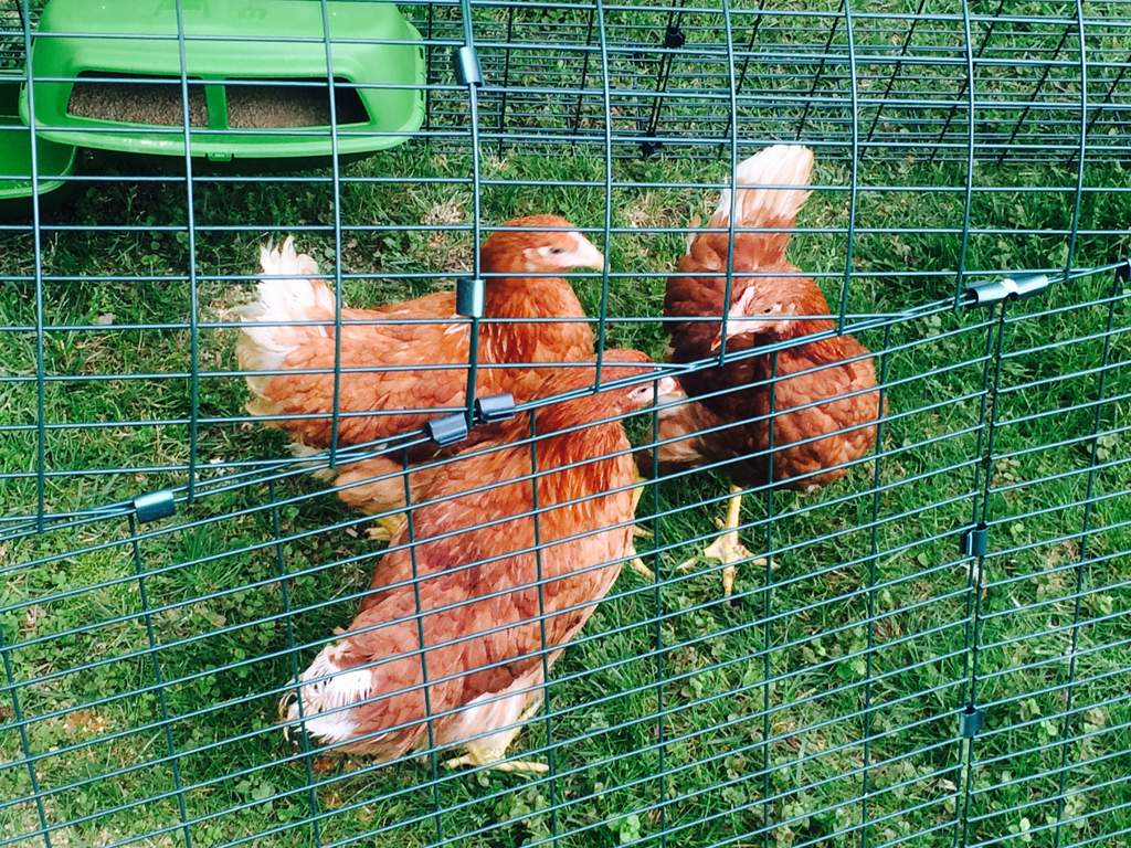 1m Run Extension for Eglu Go | Chicken Runs & Chicken Netting | Chicken ...