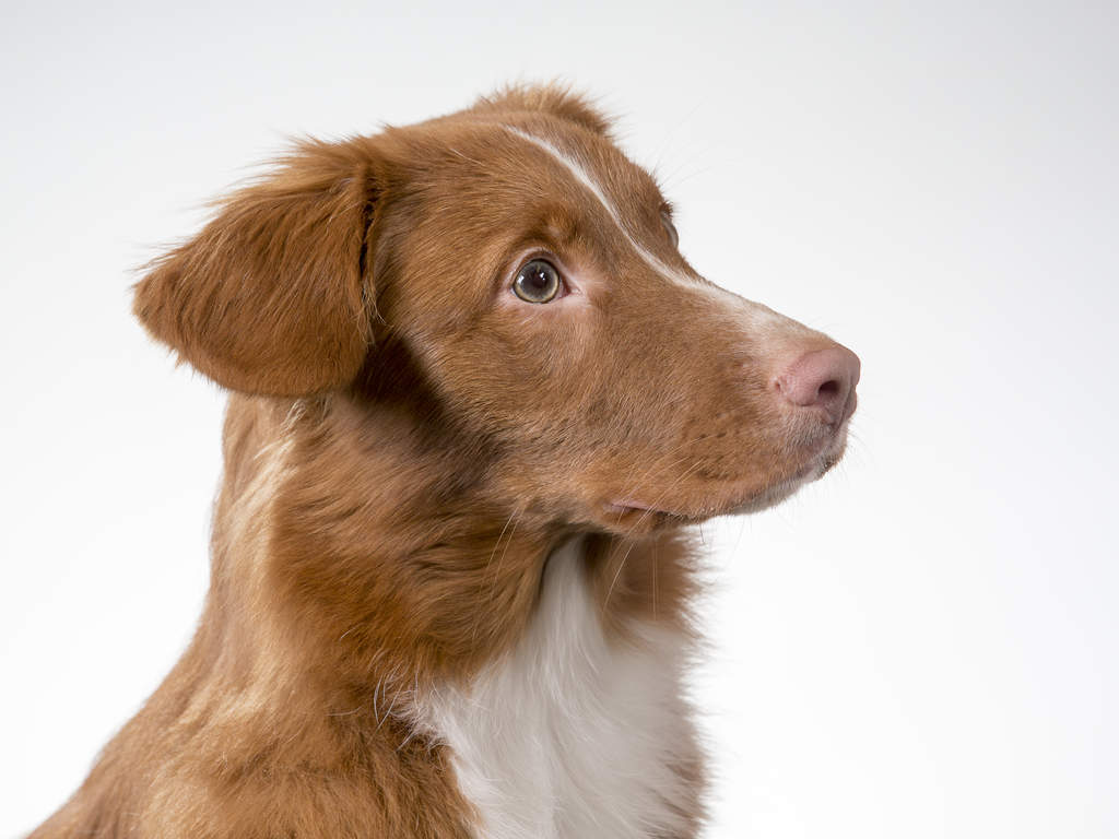 Nova Scotia Duck Tolling Retriever Dogs