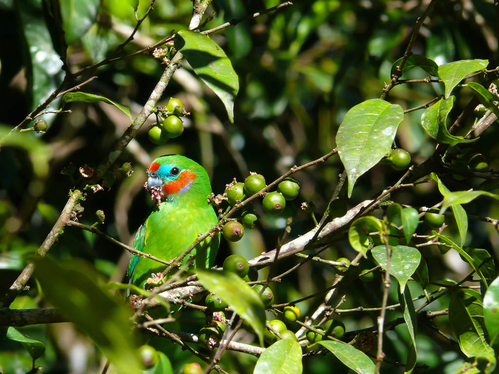 Double Eyed Fig Parrot