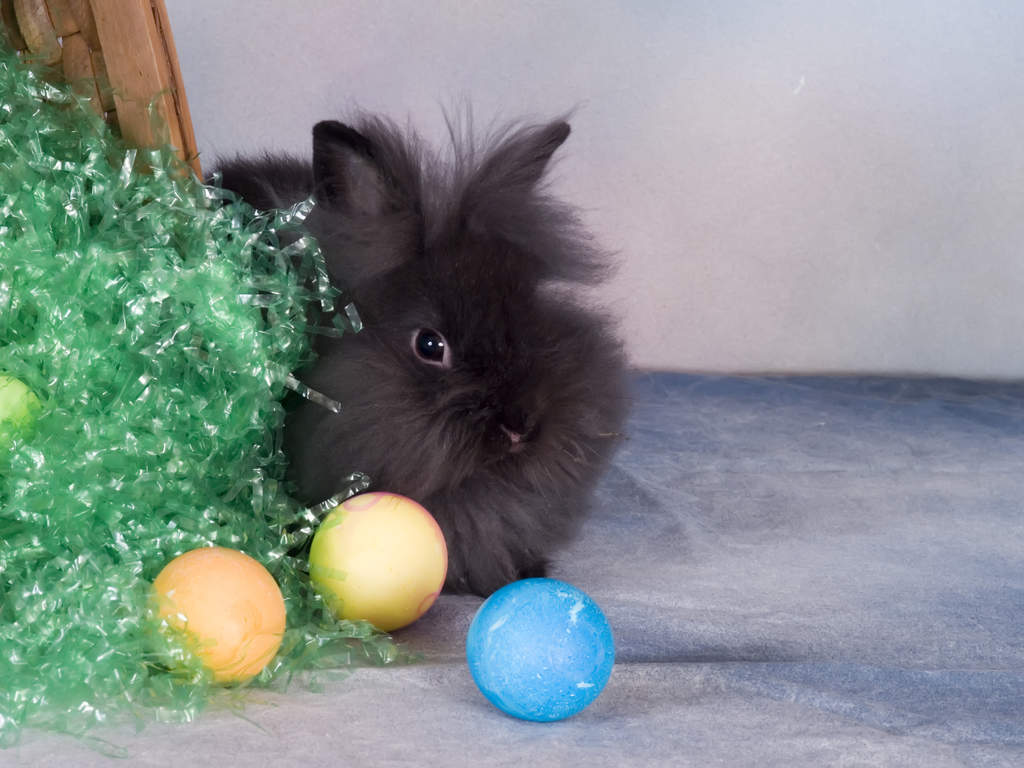 Lionhead Rabbits | Lionhead For Sale