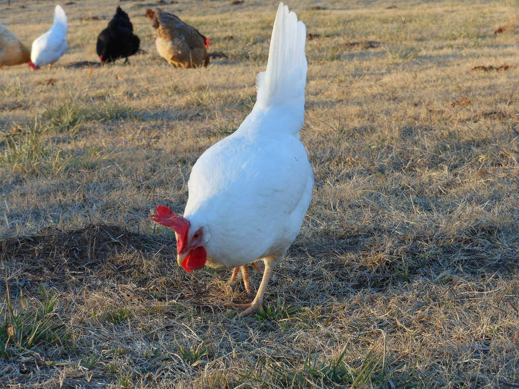 Leghorn For Sale | Chickens | Breed Information | Omlet