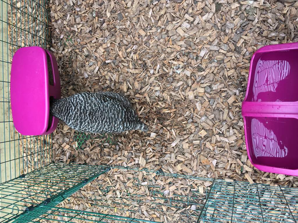 New Eglu Cube Feeder - Purple | Feeders & Drinkers For Chickens ...