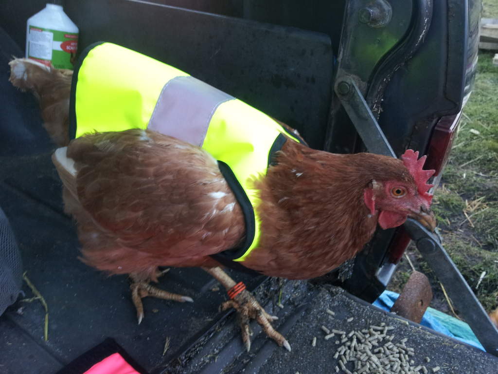 Yellow High-Vis Chicken Jacket | Chicken Clothing | Chicken Coops, Walk ...