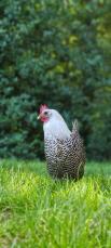 Brakel Chickens | Brakel For Sale | Chicken Breeds