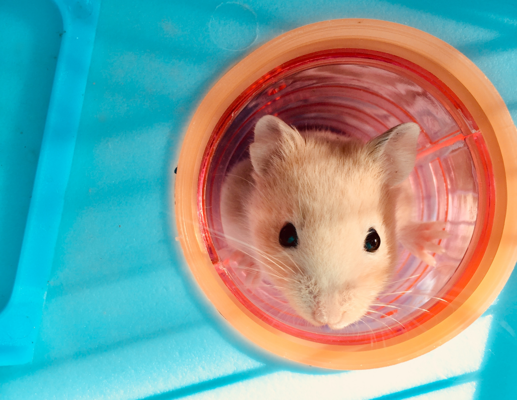 About Hamsters | Hamsters | Guide | Omlet UK