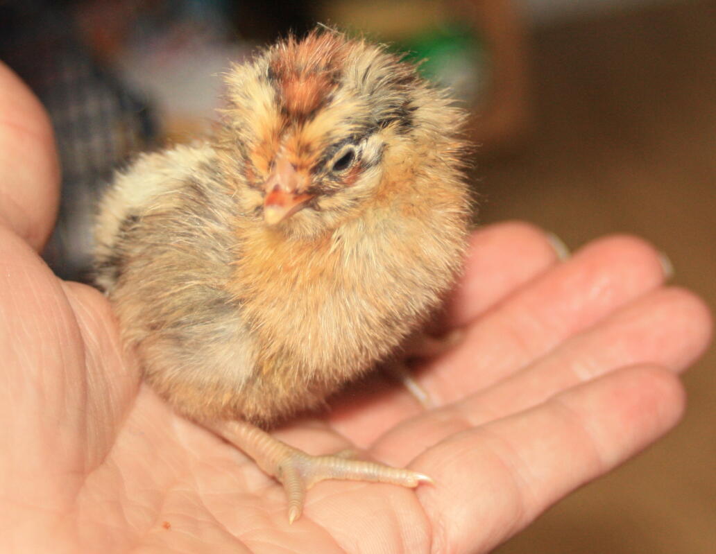 Campine For Sale | Chickens | Breed Information | Omlet