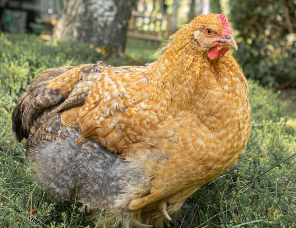 How To Tame Your Chickens | Chicken Care | Chickens | Guide | Omlet UK