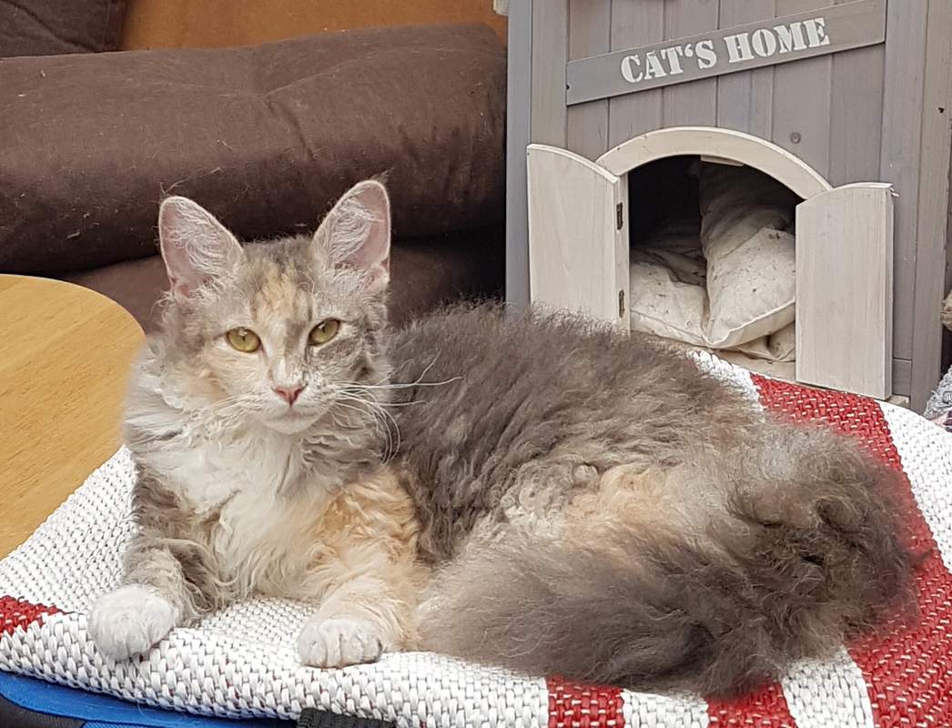 LaPerm | Cats | Breed Information | Omlet