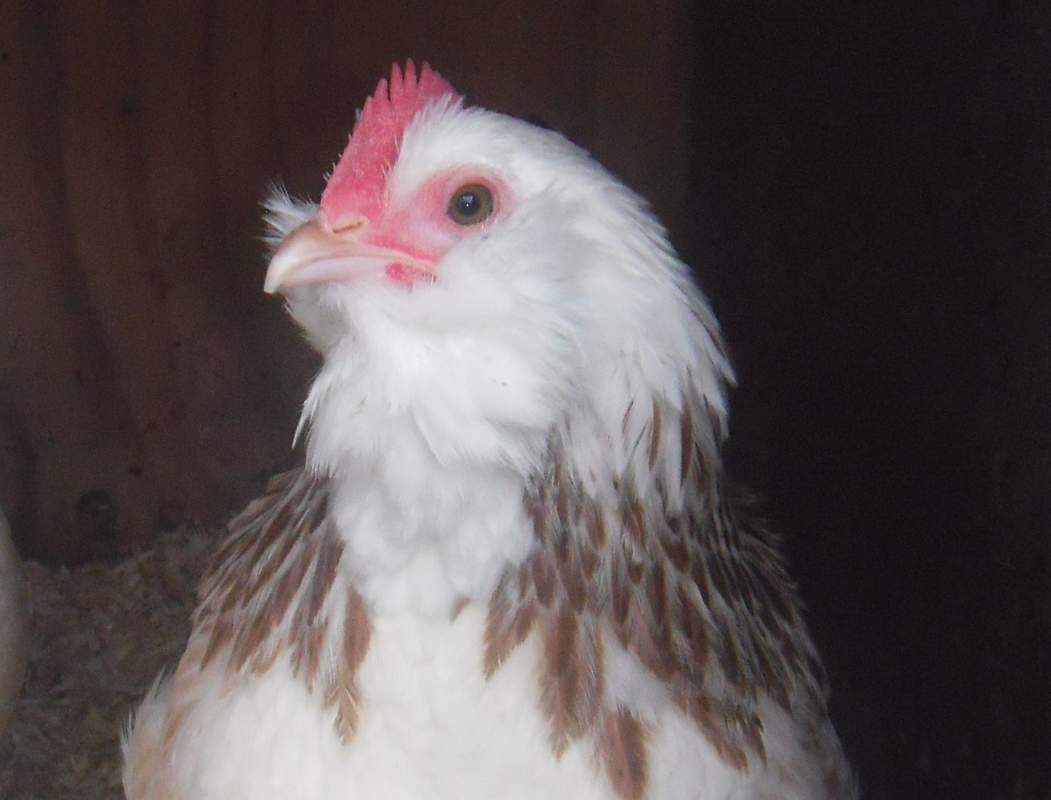 Faverolle For Sale | Chickens | Breed Information | Omlet