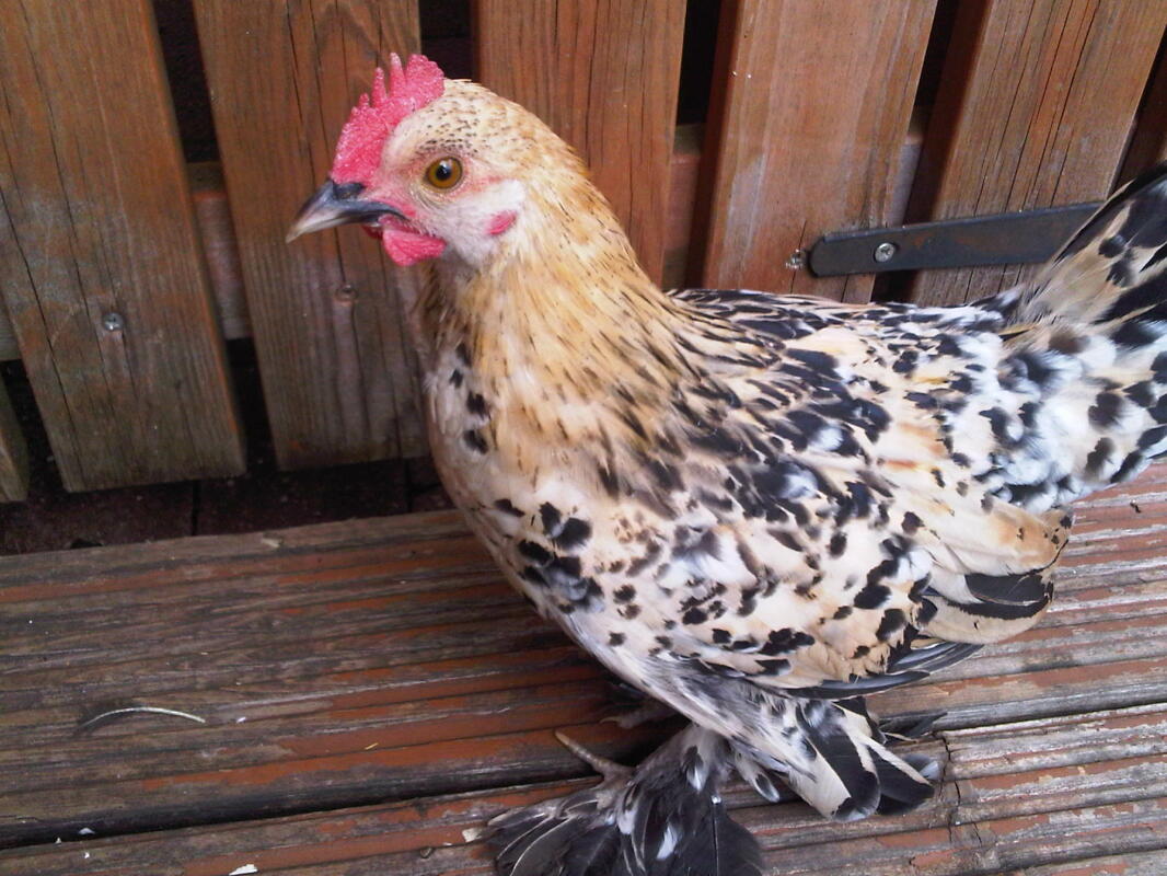 Pekin Bantam For Sale | Chickens | Breed Information | Omlet