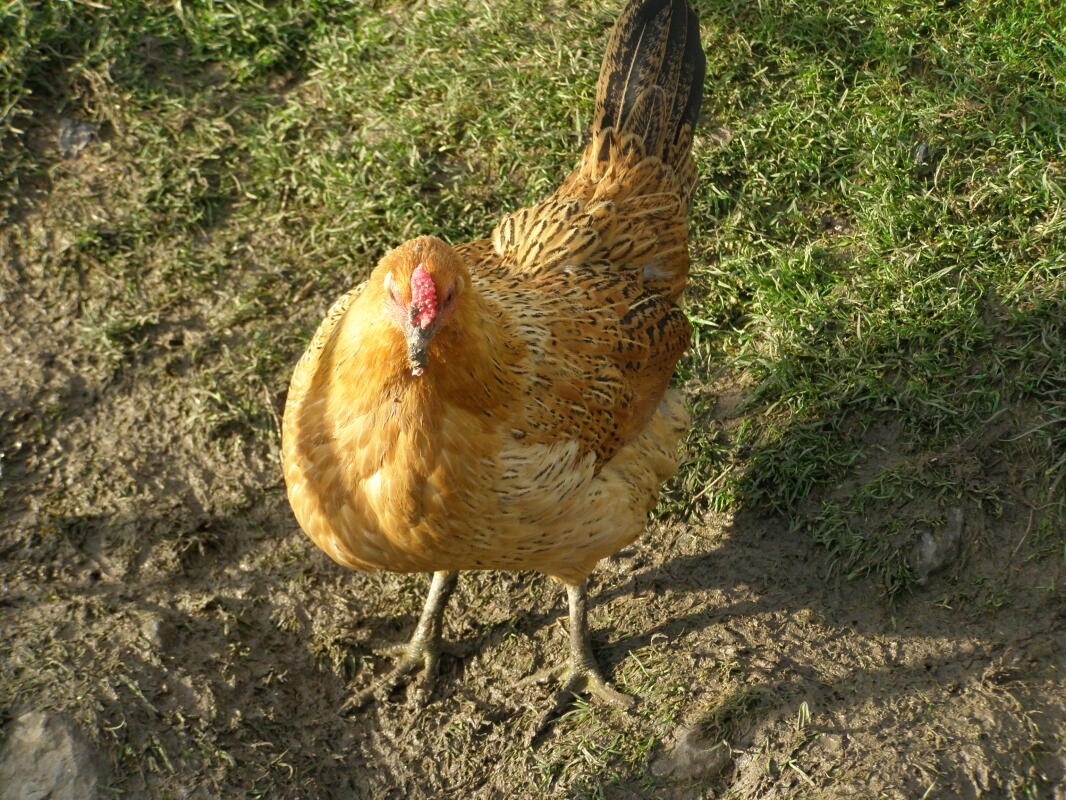Marsh Daisy For Sale | Chickens | Breed Information | Omlet