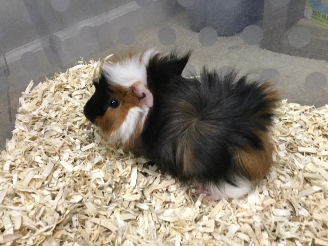 Abyssinian For Sale | Guinea Pigs | Breed Information | Omlet