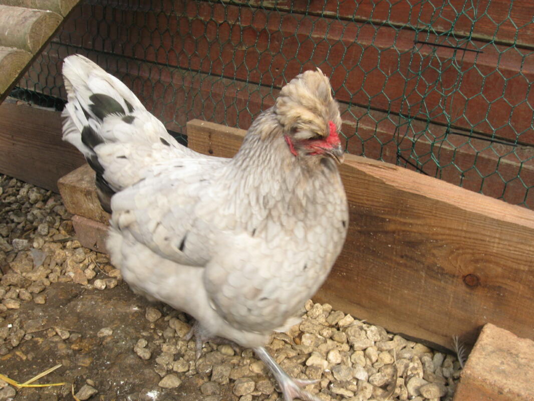 Araucana For Sale | Chickens | Breed Information | Omlet