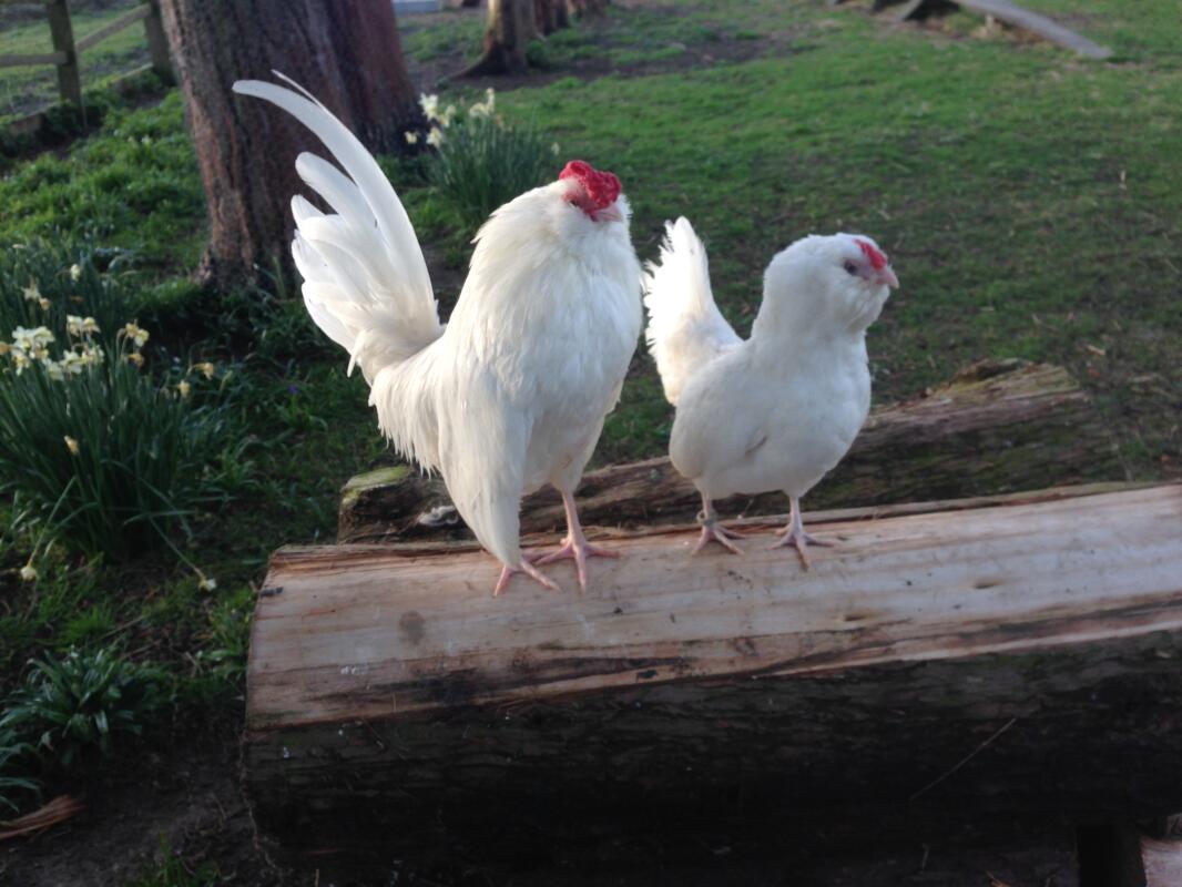 Barbu d'Anvers For Sale | Chickens | Breed Information | Omlet