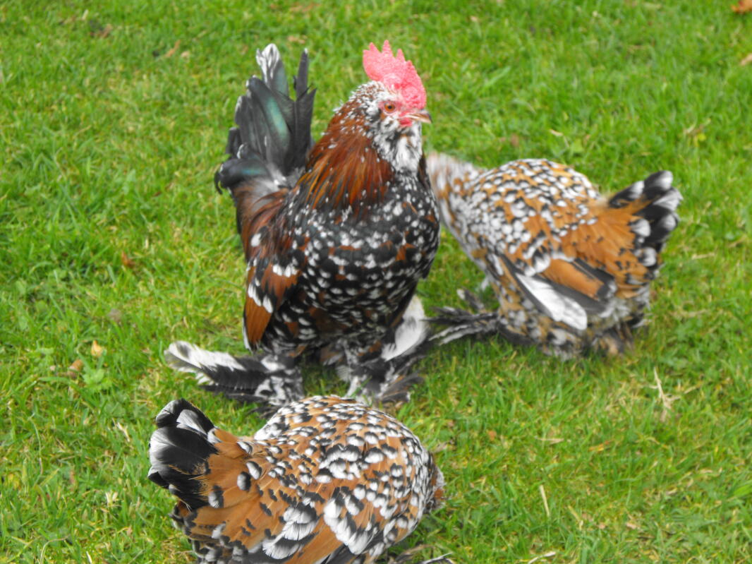 Booted Bantam For Sale | Chickens | Breed Information | Omlet