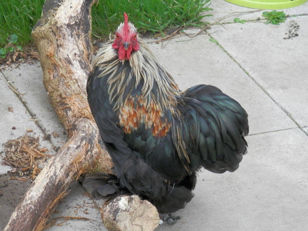 Booted Bantam For Sale | Chickens | Breed Information | Omlet