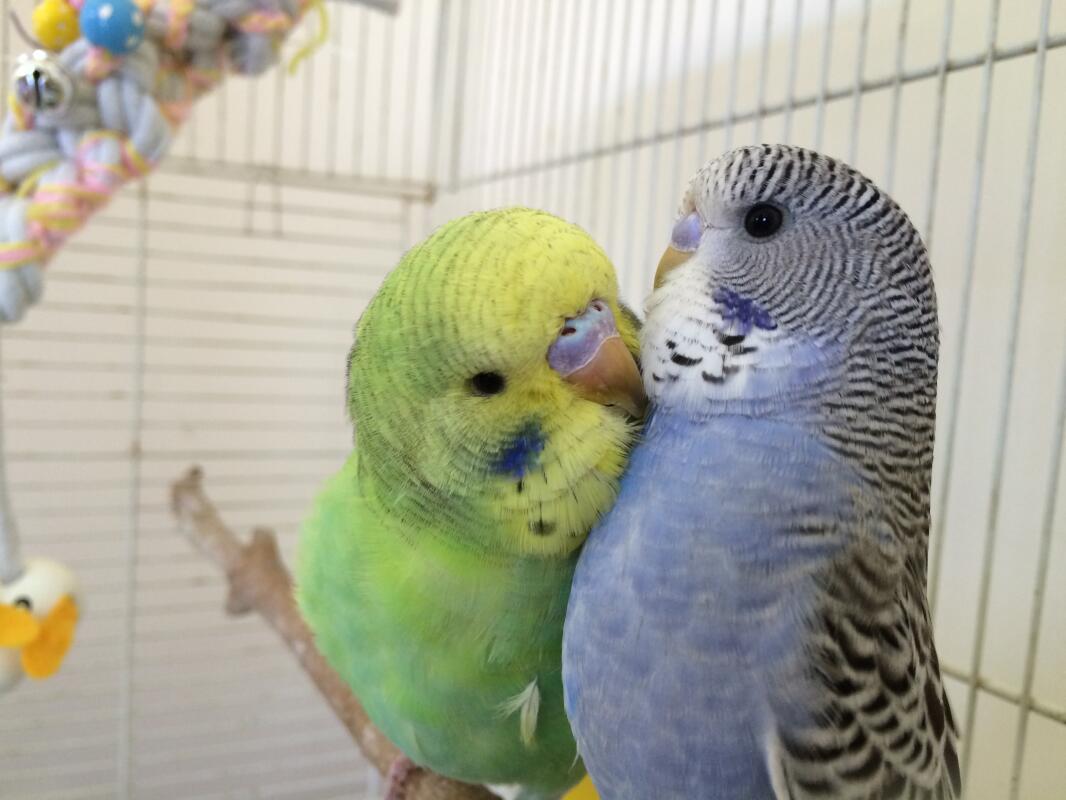 Budgie Keeping | Budgies | Guide | Omlet UK