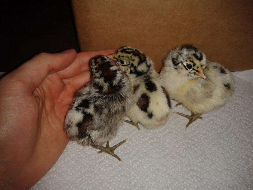 Campine For Sale | Chickens | Breed Information | Omlet