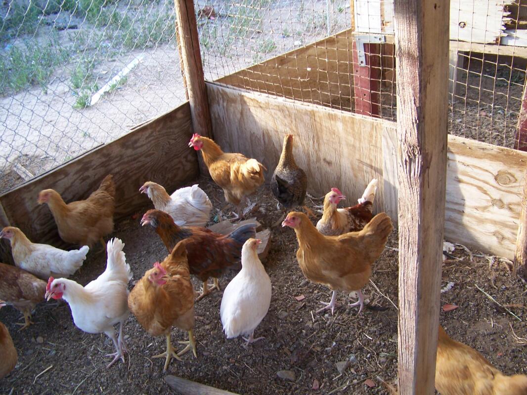 Chickens | Guide | Omlet UK