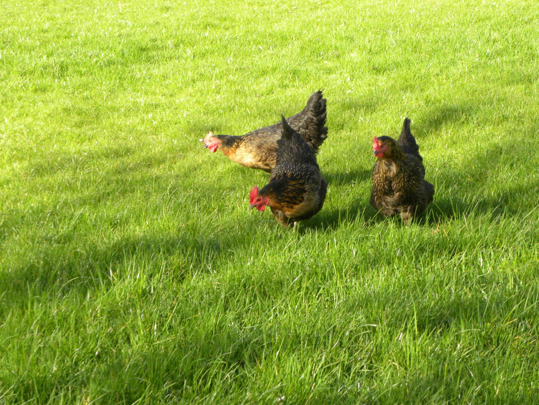 Chickens | Guide | Omlet UK