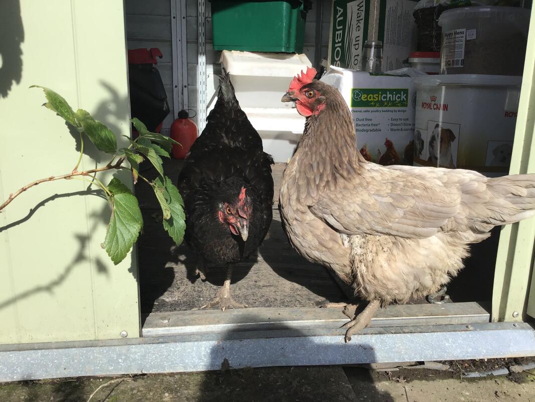 Chickens | Guide | Omlet UK