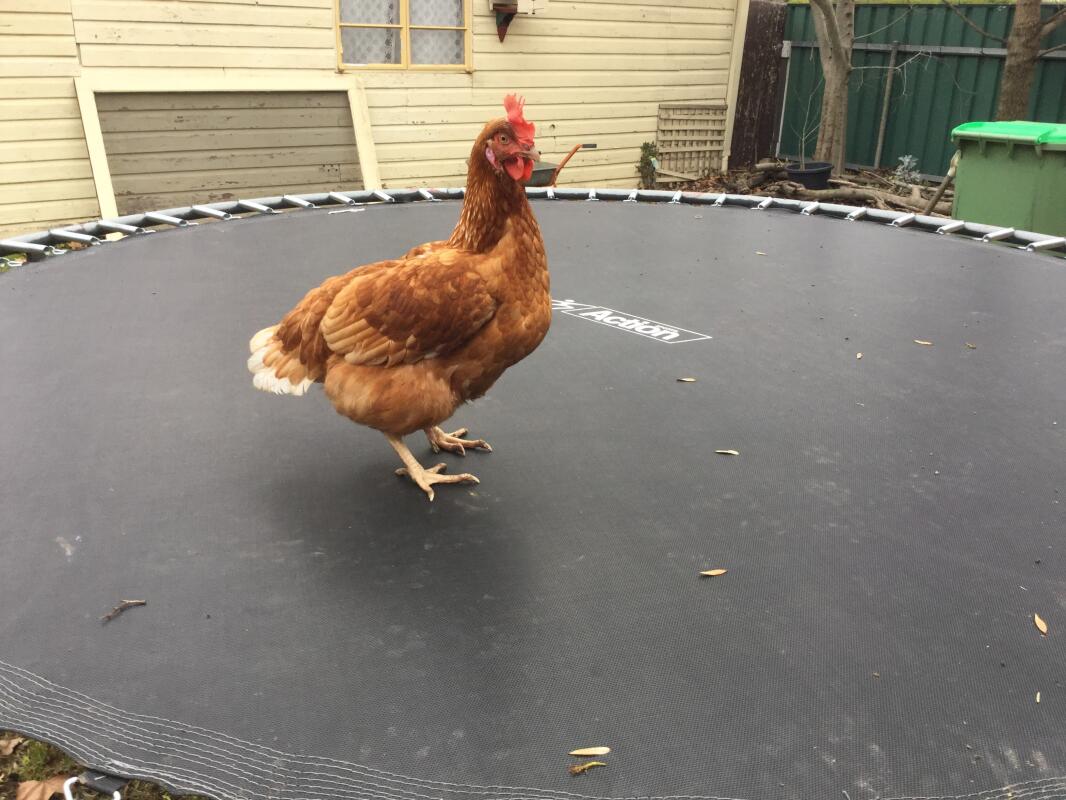 Chickens | Guide | Omlet UK