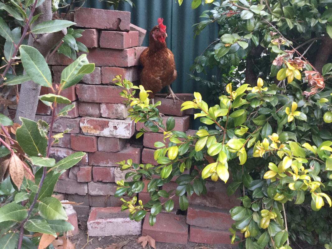 Chickens | Guide | Omlet UK