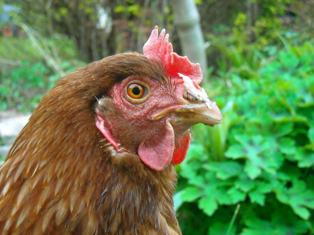 Gingernut Ranger For Sale | Chickens | Breed Information | Omlet