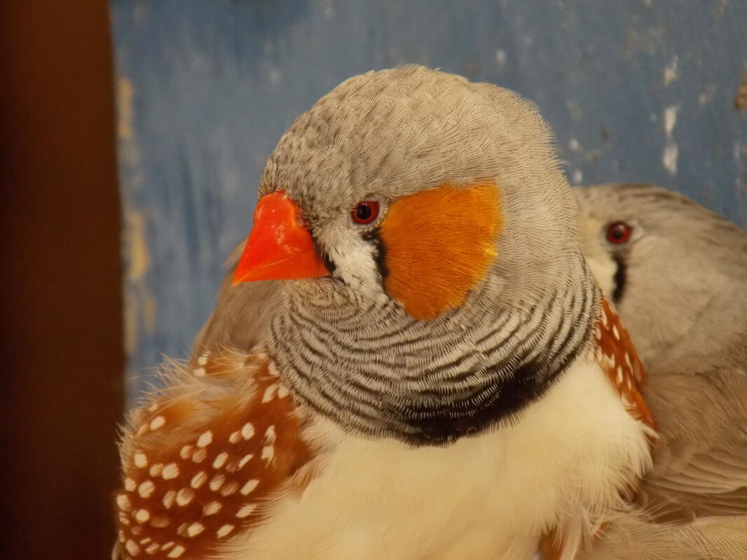 Differences Between Males and Female Zebra Finches | Zebra Finch ...