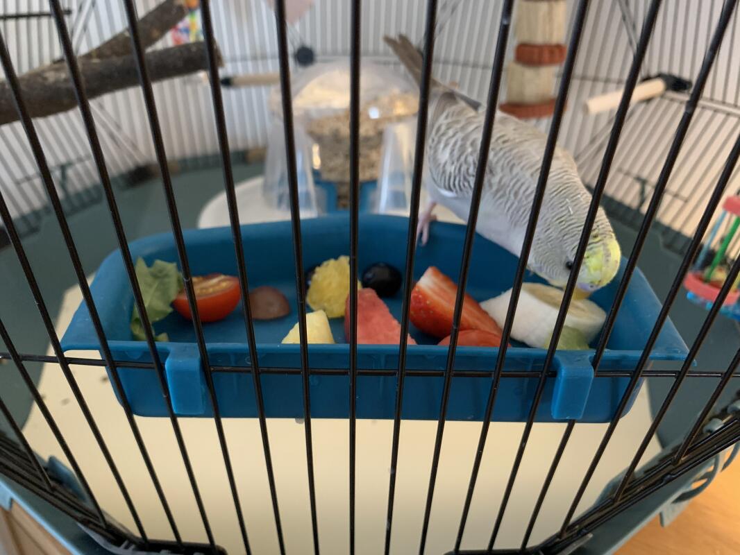 Geo Bird Cage | The Beautiful Geodesic Budgie Cage