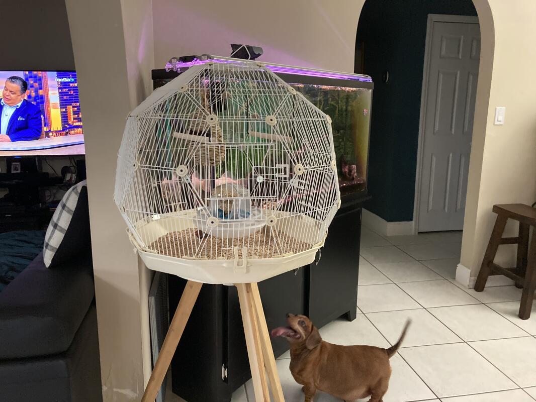 Geo Bird Cage | The Beautiful Geodesic Budgie Cage