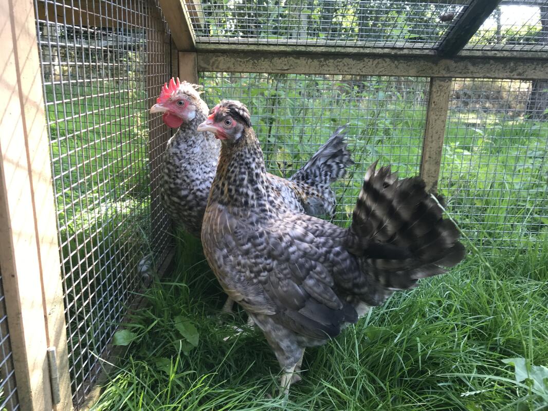 Legbar For Sale | Chickens | Breed Information | Omlet