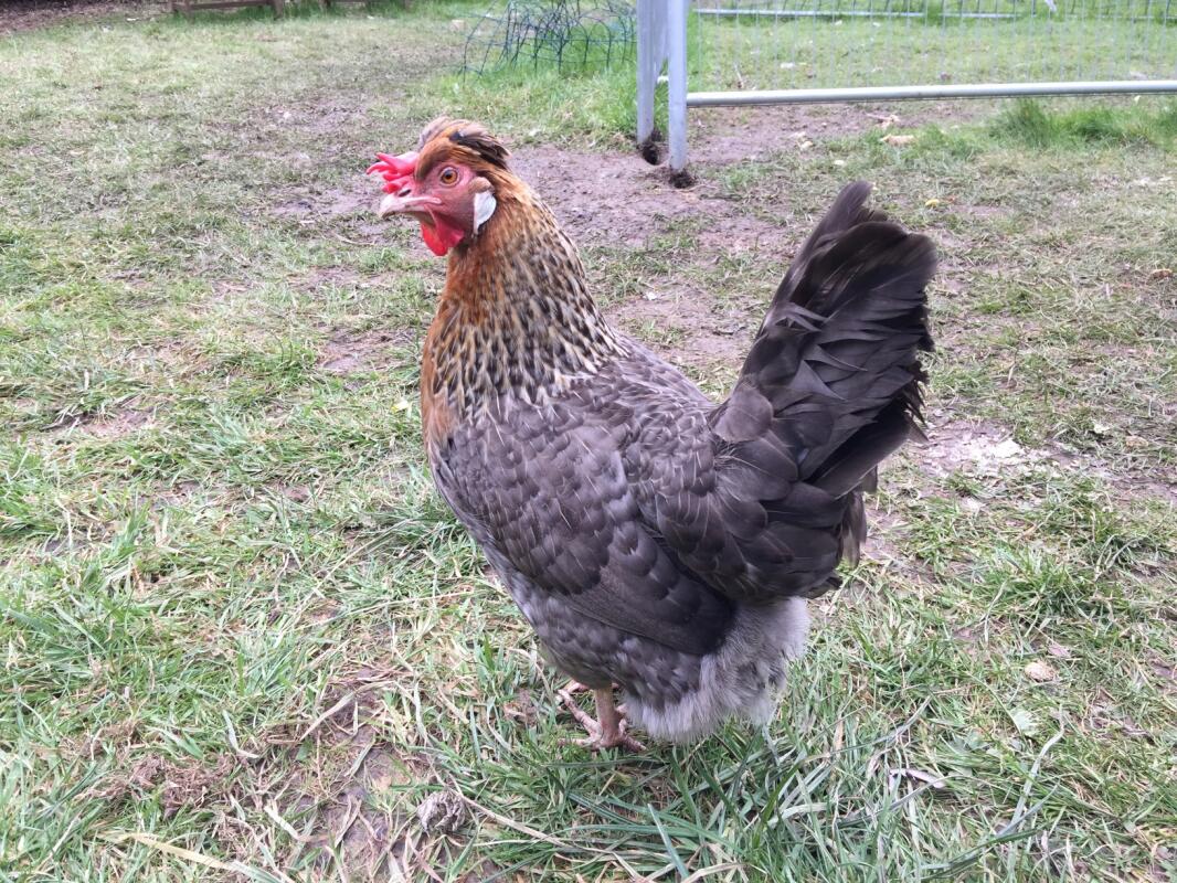 Legbar For Sale | Chickens | Breed Information | Omlet