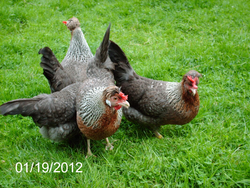 Legbar For Sale | Chickens | Breed Information | Omlet